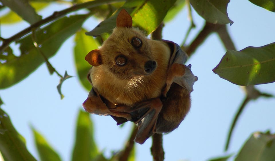 Acerodon: facts, distribution & population | BioDB